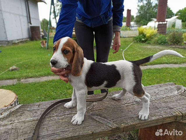 Щенок Эстонской гончей