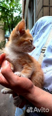 Котенок дворовой