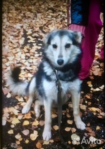 Алиса хочет домой