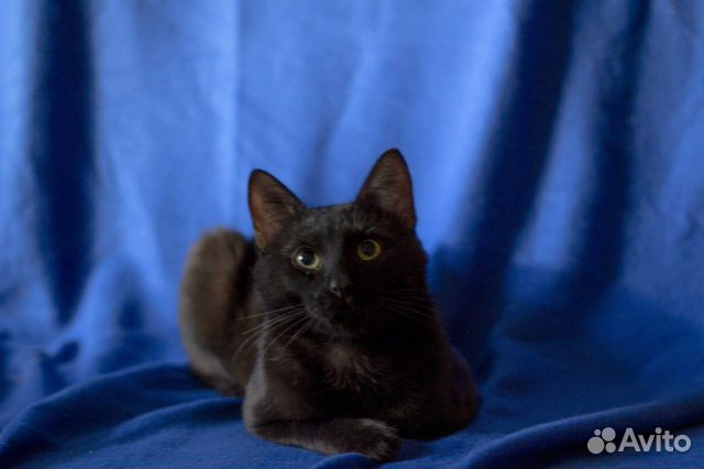 Котенок Джей, 7 мес, ищет семью