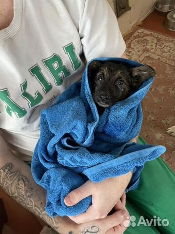 Щенок на пристройство