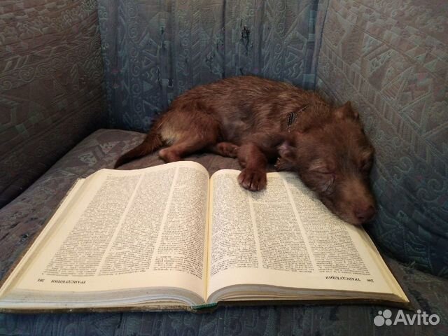 Интеллигентная Сима. Читает книги, а не рвет