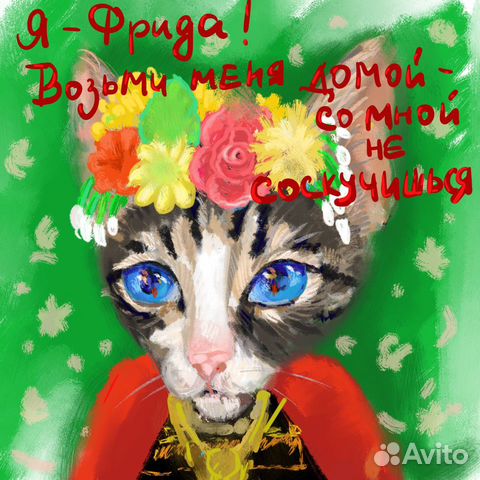 Котенок Фрида