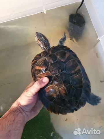 Черепаха красноухая в дар