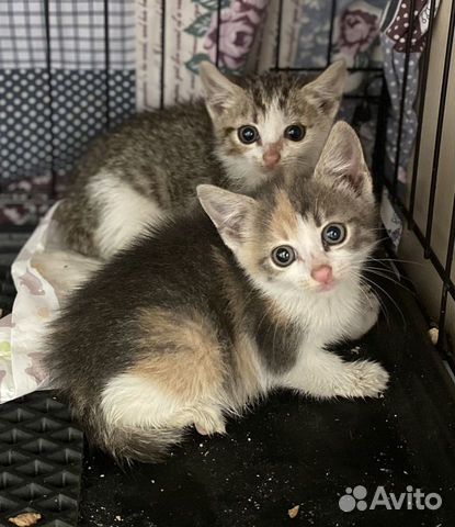 Котенок девочка в добрые руки