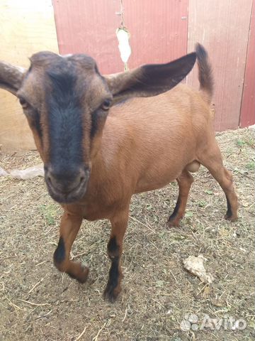 Продается нубийский козел