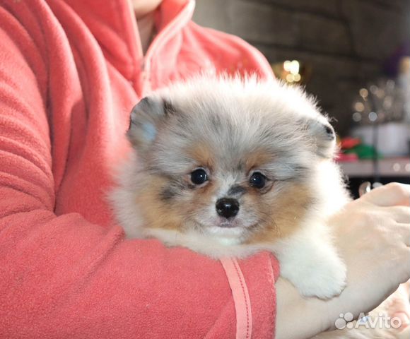 Мраморная девочка шпиц Мерле 2,5 мес