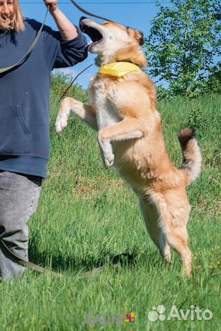 Смышленный красавец Джонник ищет дом