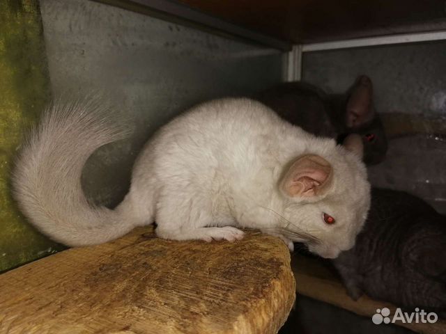 Шиншилла девочка, носитель ангоры