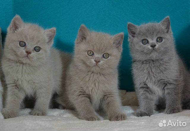 Голубые, лиловые и золотые британцы