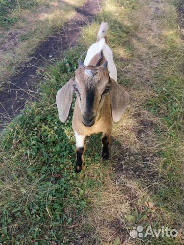 Козлик Нубийский