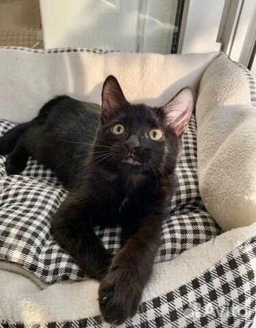 Котенок Ночка