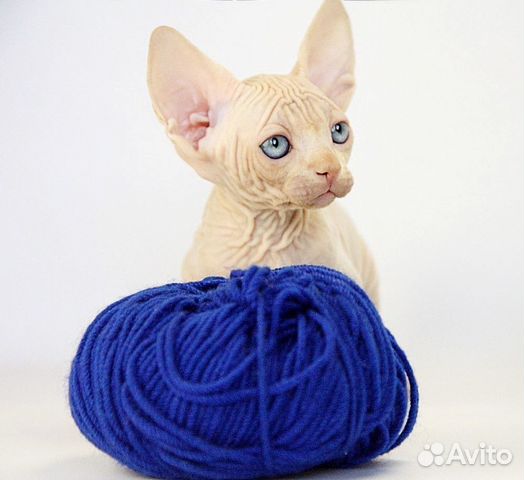 Курд - шпротный котодеть :)