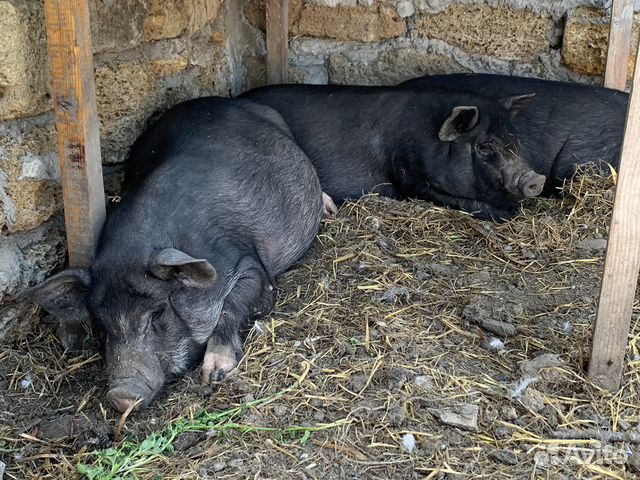 Вьетнамская вислобрюхая свинья