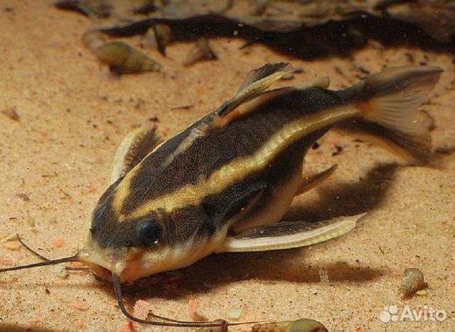 Сомы платидорасы и синадонтисы