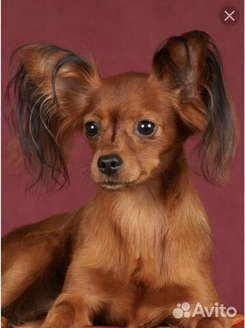 Мини длинношерстная девочка. Вязка