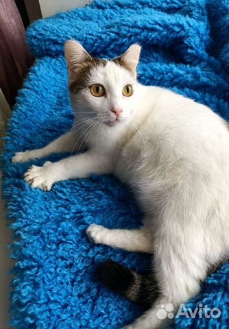 Кошка стерилизованная в добрые руки