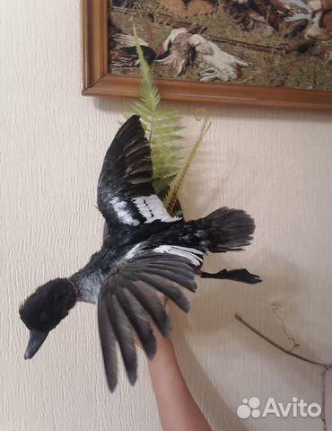 Утка Гоголь, натуральная