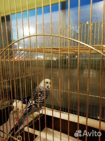 Волнистый попугай самка