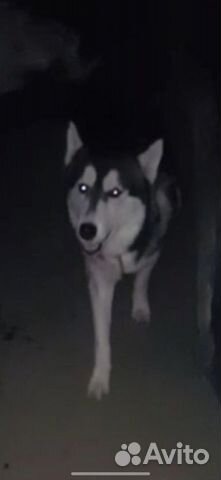 Сибирский хаски