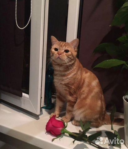 Шотландский клубный кот вязка