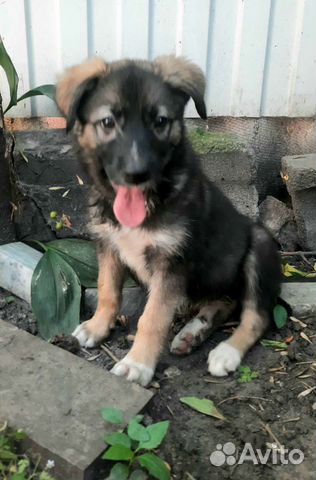 Щенок девочка Туся