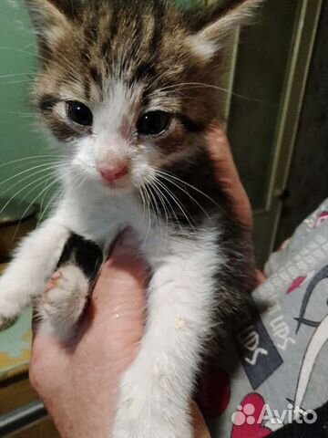 Котятабесплатно