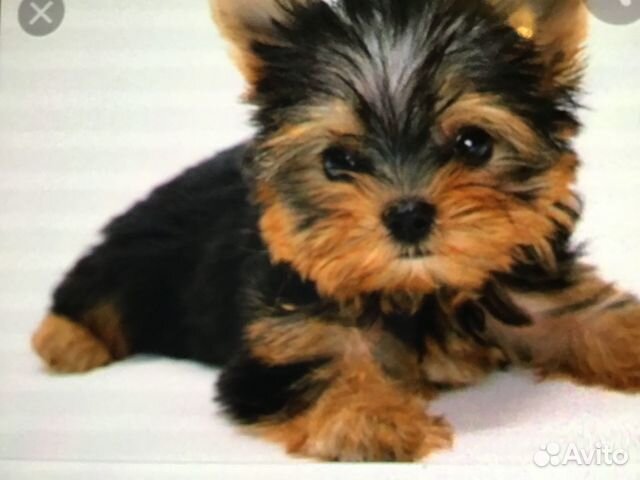 Йоркширский терьер мини щенок