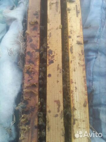 Пчеломатка