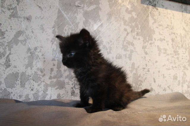 Котёнок 1,5 месяца