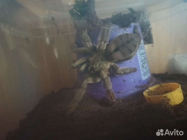 Psalmopoeus cambridgei самка