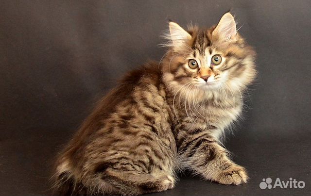 Котята курильский бобтейл