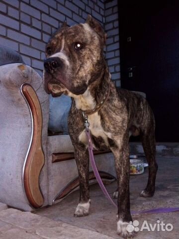 Найдена собака стаф