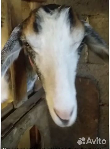 Коза первокотка