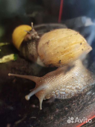 Улитки ахатины