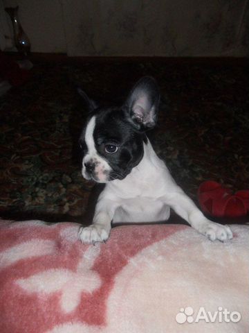 Французский бульдог