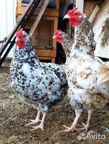 Куры несушки Пушкинские