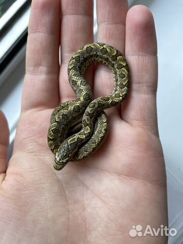 Узорчатые полоза