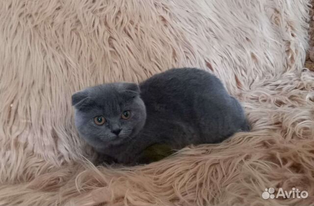 Шотландские вислоухие котята