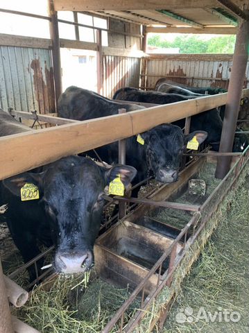 Абердин ангус бычки