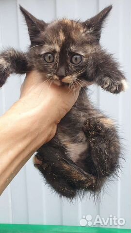 Котенок девочкав добрые руки