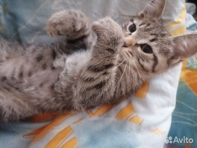 Котята