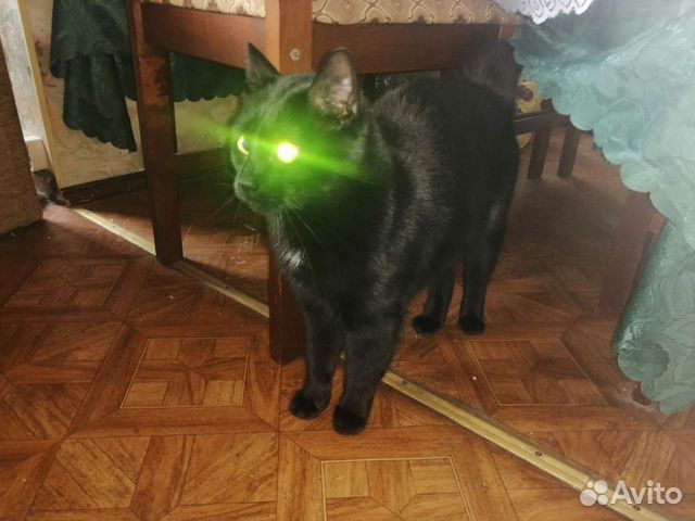 Отдам кота в добрые руки