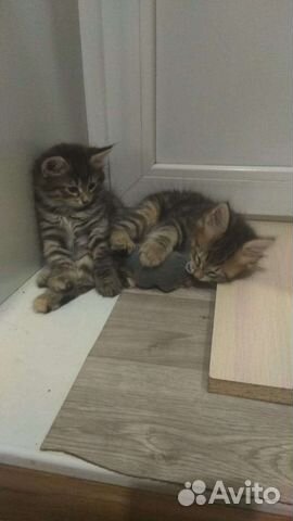 Курильский бобтейл кошечки