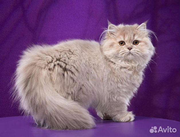 Кошка британка