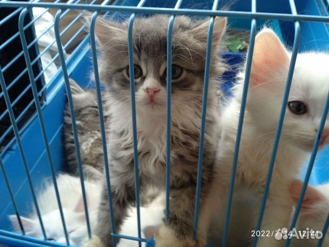 Ангорские котята