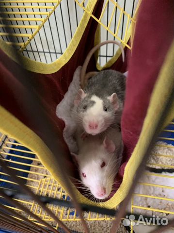 Крыски дамбо в добрые руки