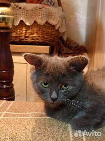 Британская метис