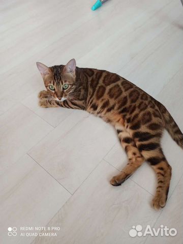 Бенгальская кошка