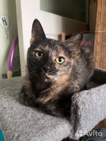 Нежная Лиза ищет дом